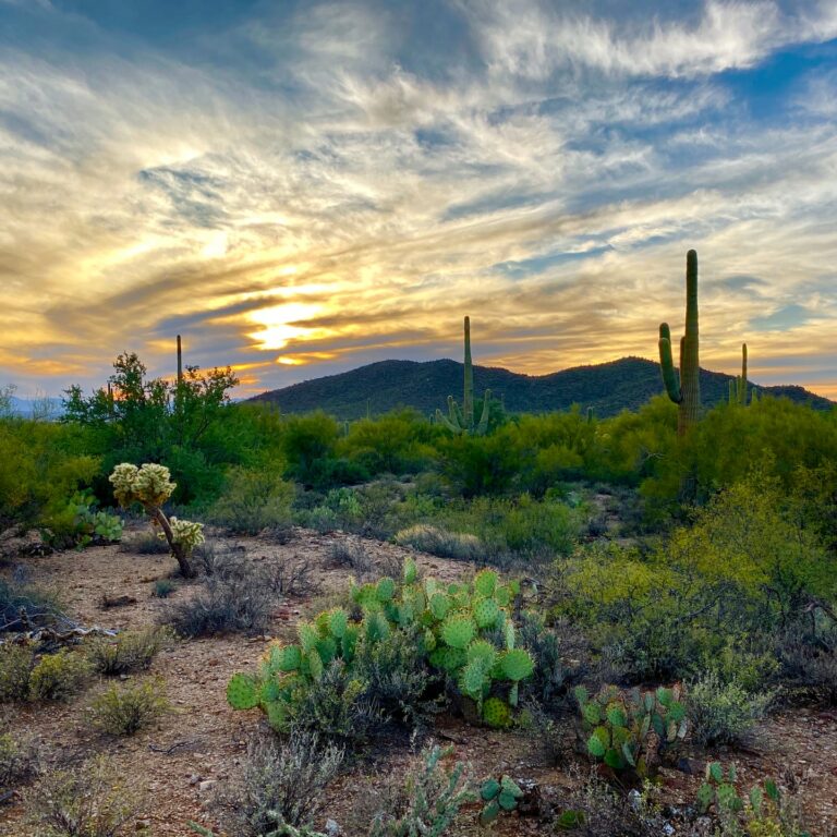 Phoenix vs Tucson - 2026 Full Guide for Living & Traveling