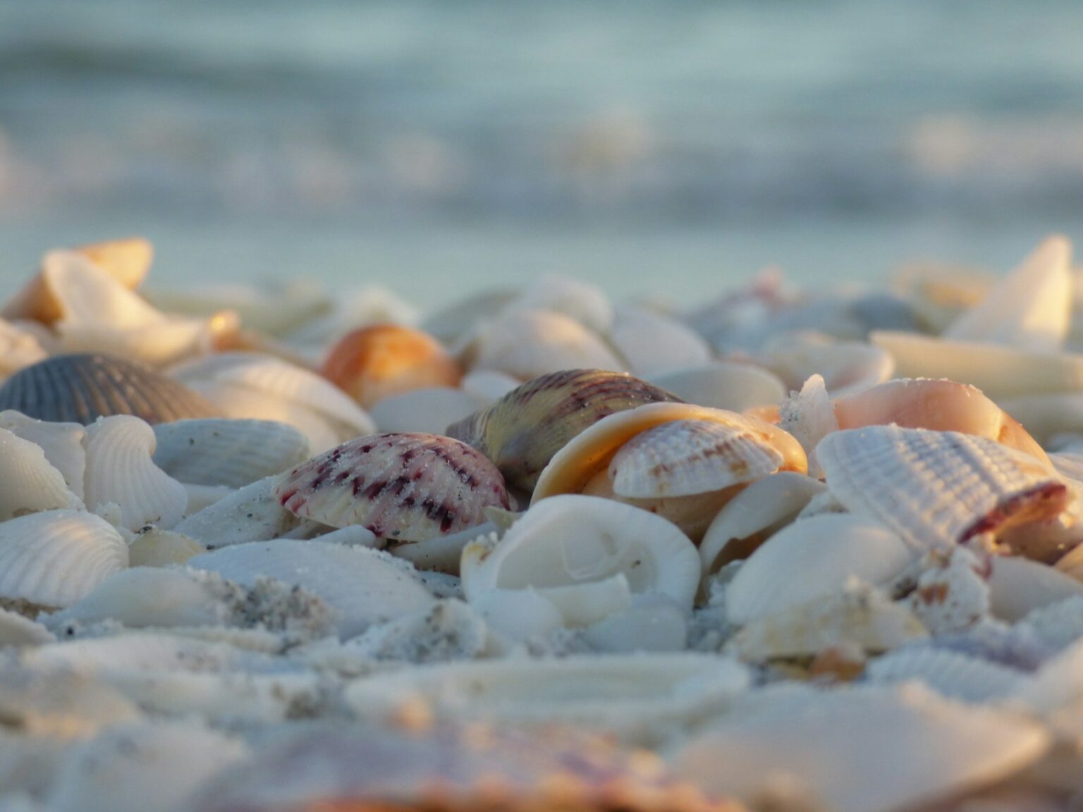 The 5 Best Shell Beaches on Florida's Gulf Coast - Endless Miles of ...